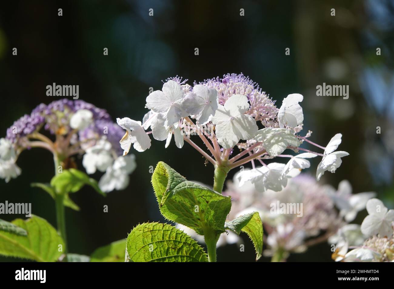 Hydrangea involucrata, Japanese hydrangea Stock Photo - Alamy