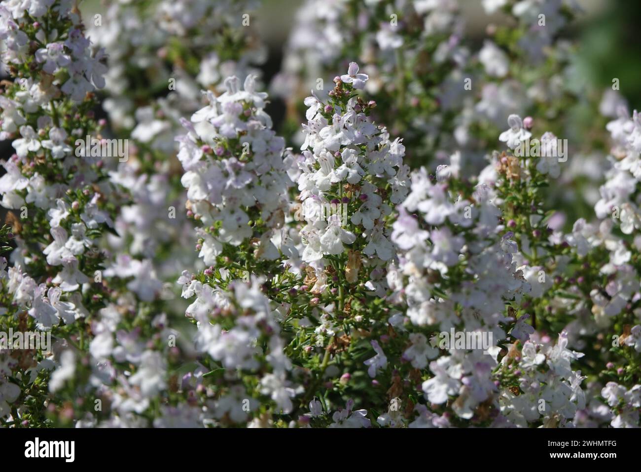 Satureja hi-res stock photography and images - Alamy