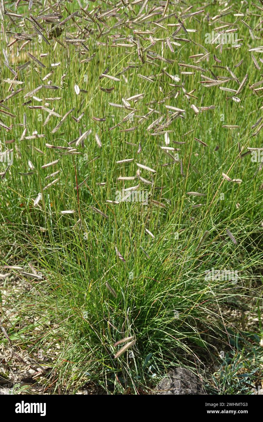 Bouteloua curtipendula, sideoats grama grass Stock Photo - Alamy