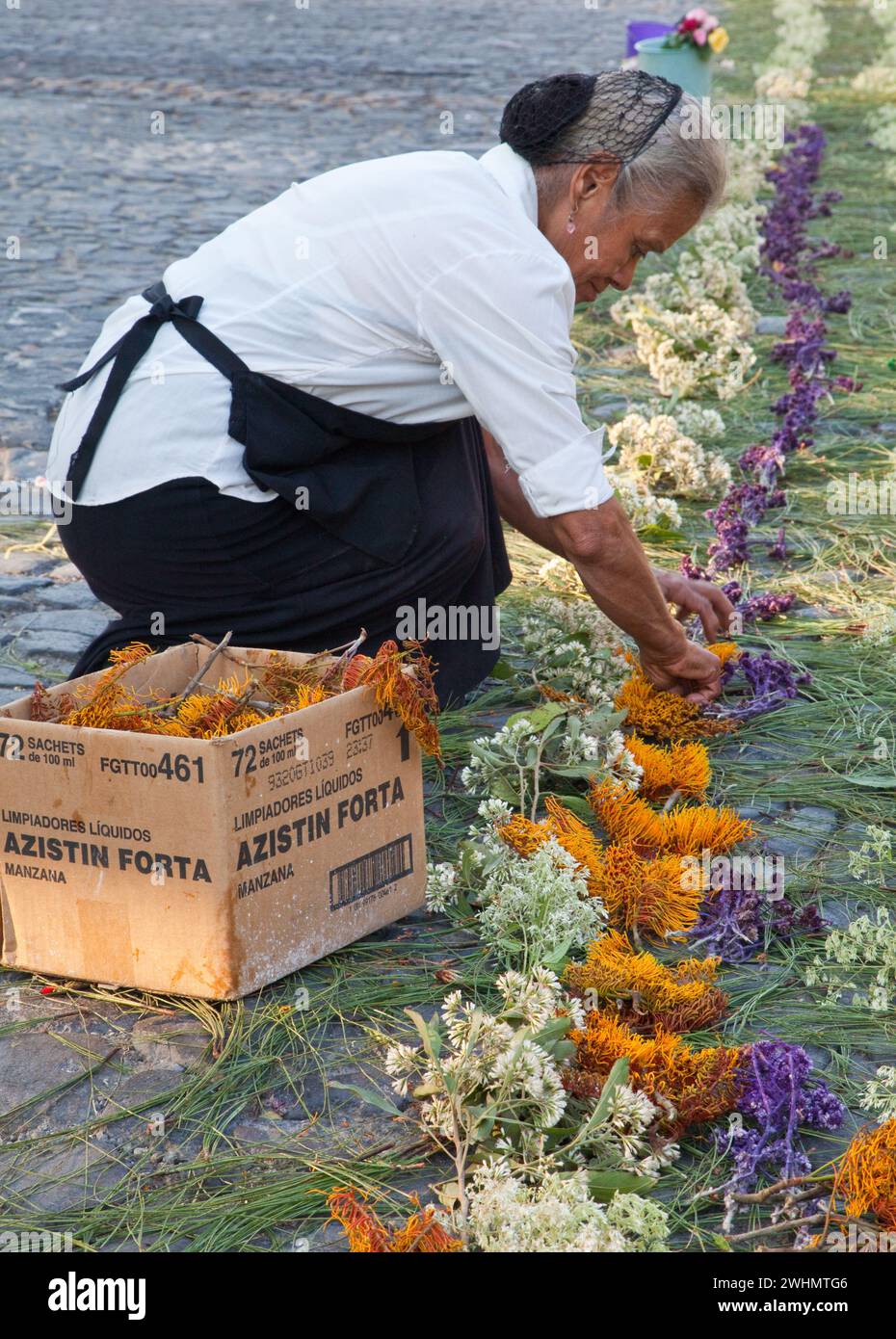 Antigua, Guatemala. Woman putting finishing touches on an alfombra (carpet) of flowers, pine ...