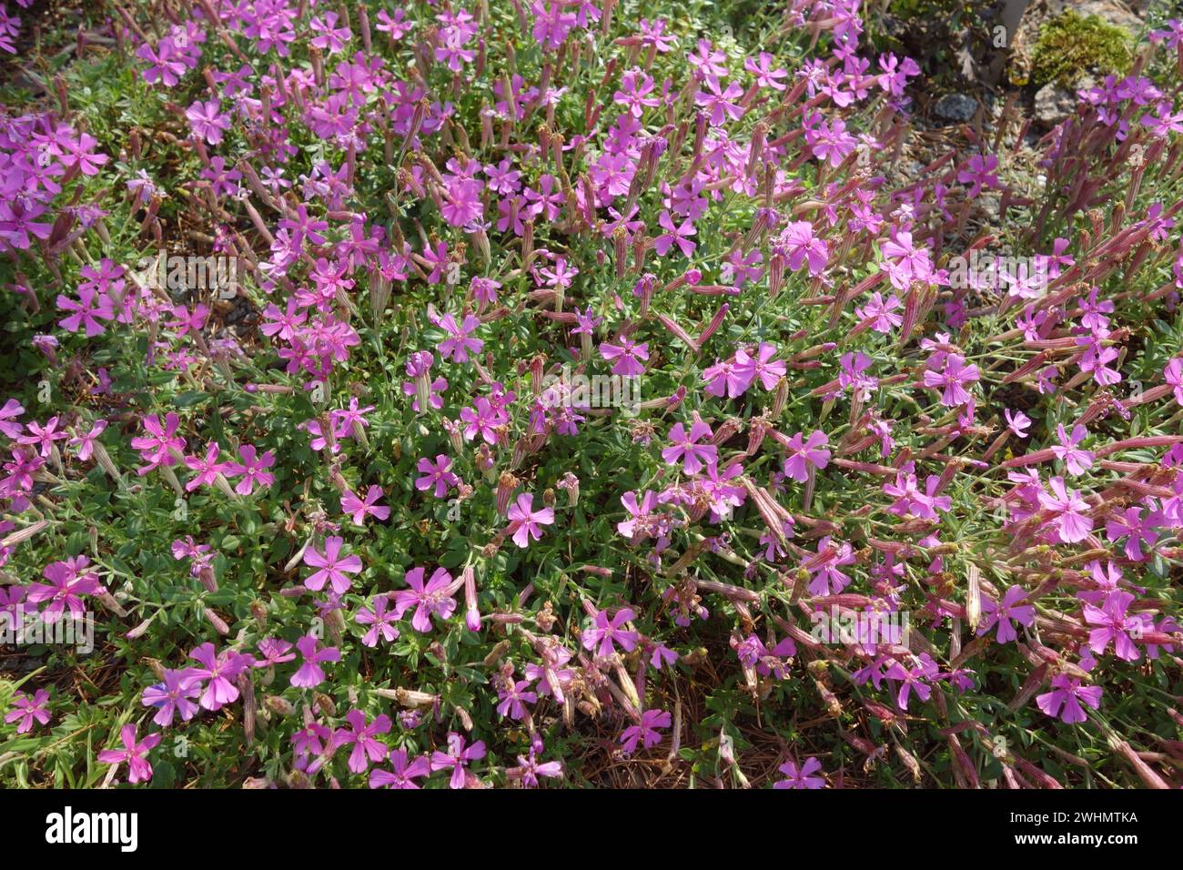 Herbst leimkraut hi-res stock photography and images - Alamy