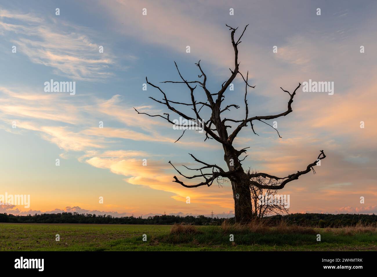 Baum inhalt hi-res stock photography and images - Alamy
