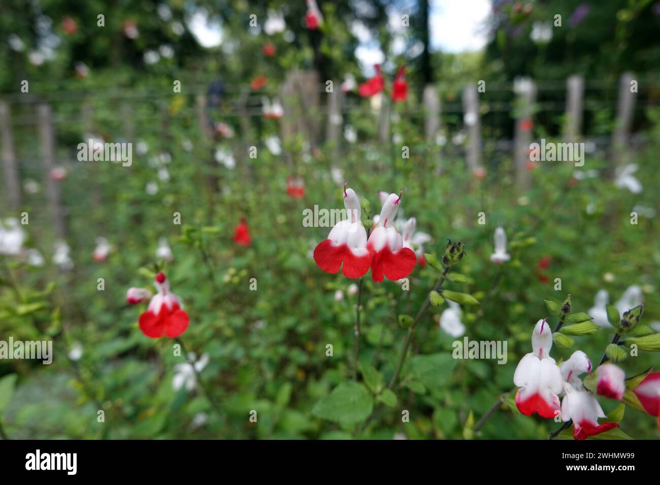 Blackcurrant sage (Salvia microphylla), also known as myrtle sage, Hot ...
