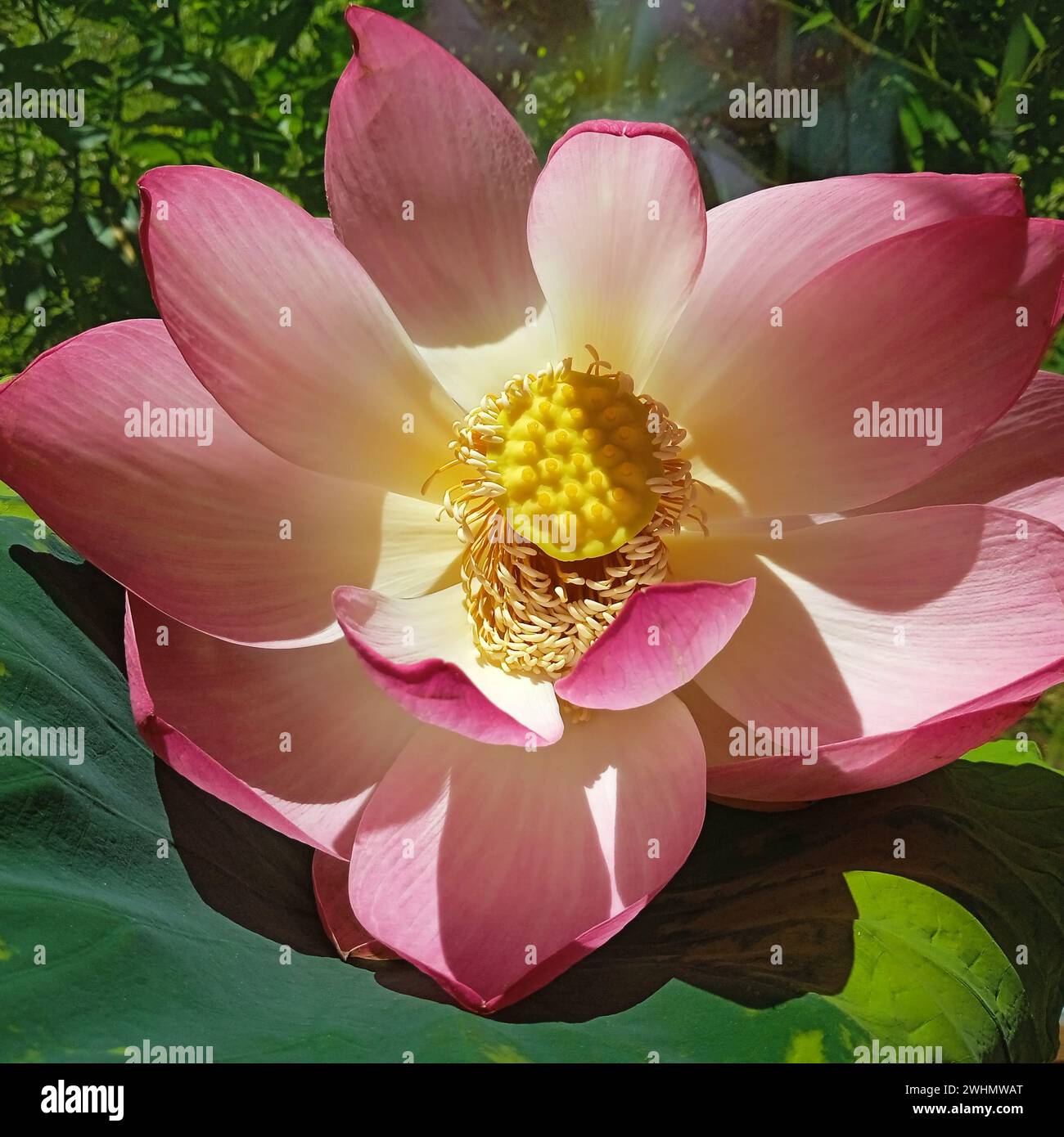 Lotus genus hi-res stock photography and images - Alamy