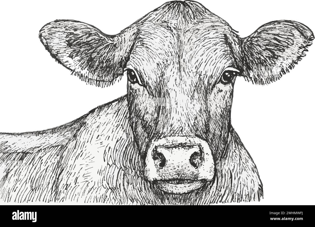 Farming livestock beef cow Black and White Stock Photos & Images - Alamy