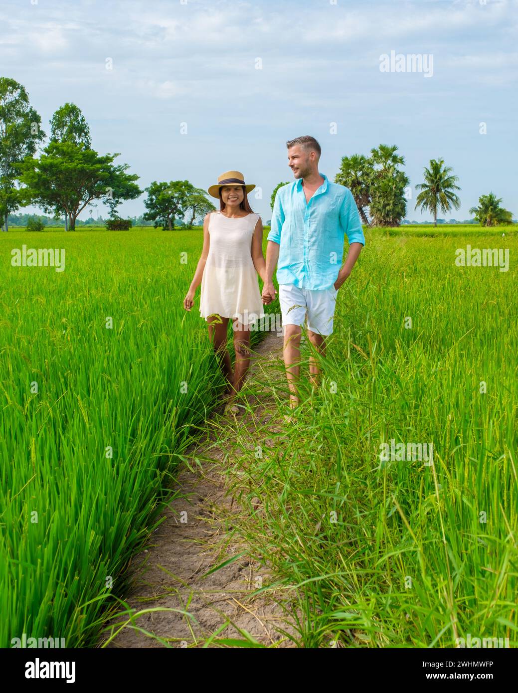 Green rice paddy fields in Central Thailand Suphanburi region Stock ...