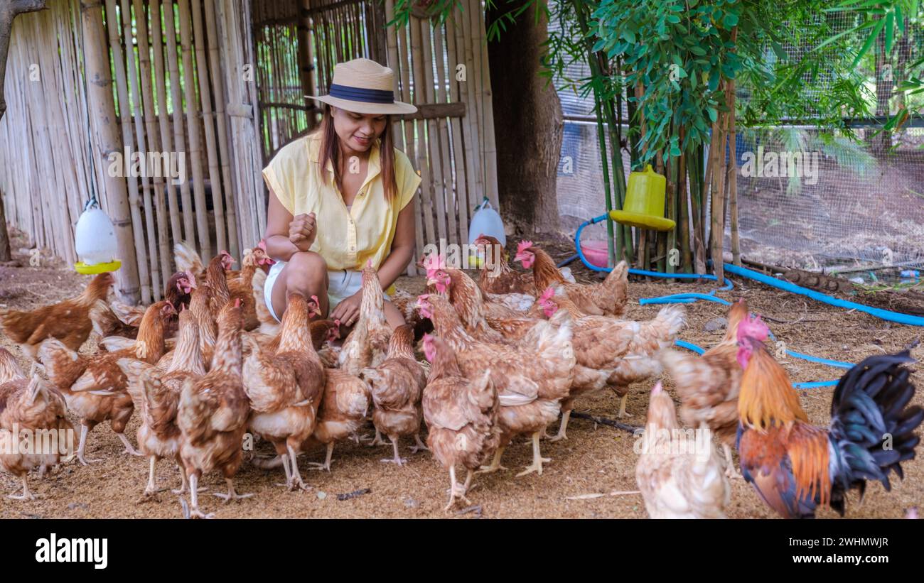 Asian women picking eggs at a ecological farm in Thailand Stock Photo ...