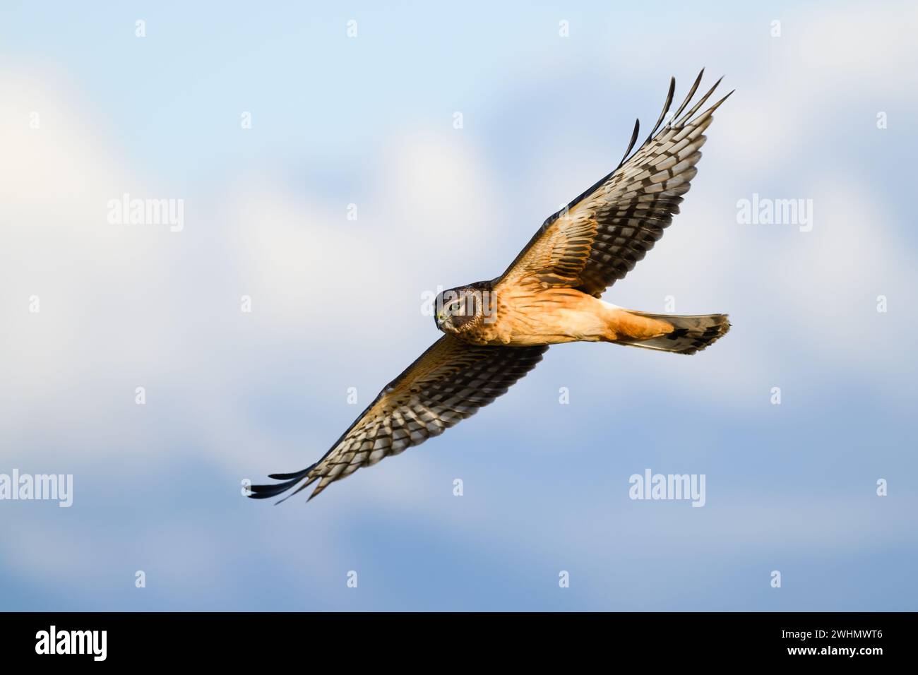 Brown northern harrier with wings fully extended in flight Stock Photo ...
