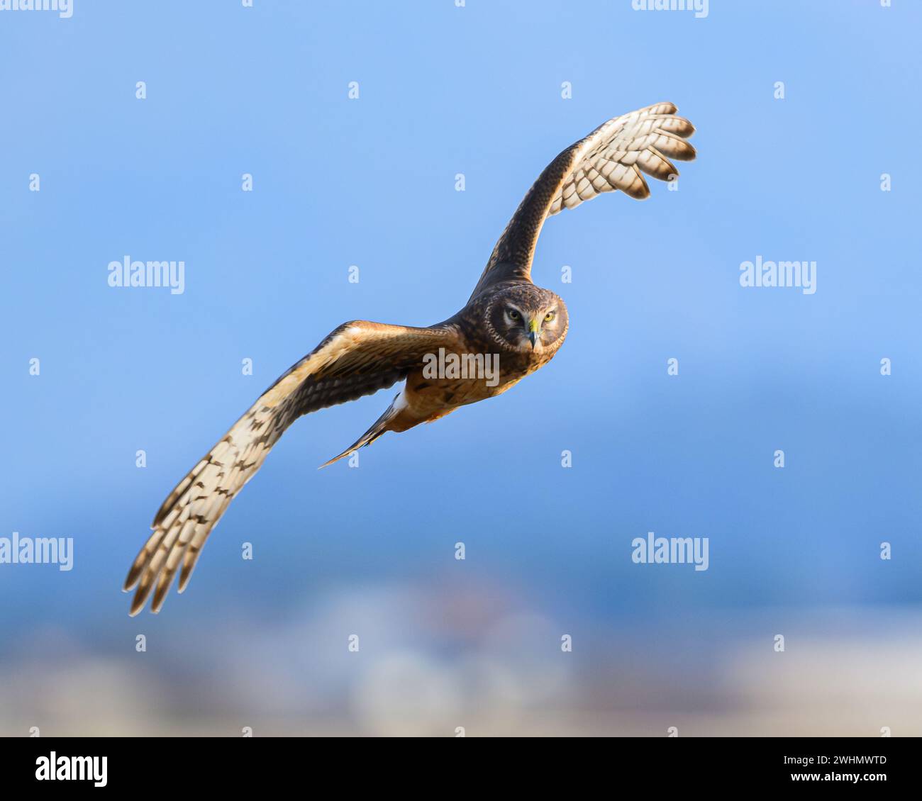 Northern harrier feather hi-res stock photography and images - Alamy