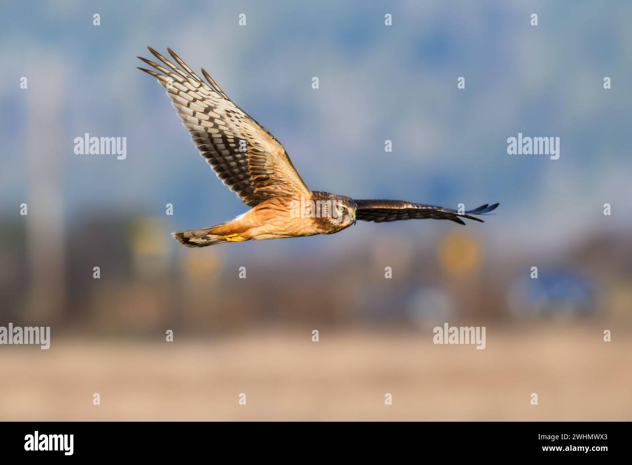 Northern Harrier hunting over winter field with wings extended Stock ...