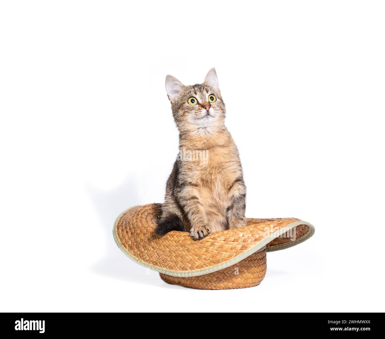 Big-eyed tabby kitten sitting in a yellow braided farmer's hat Stock ...