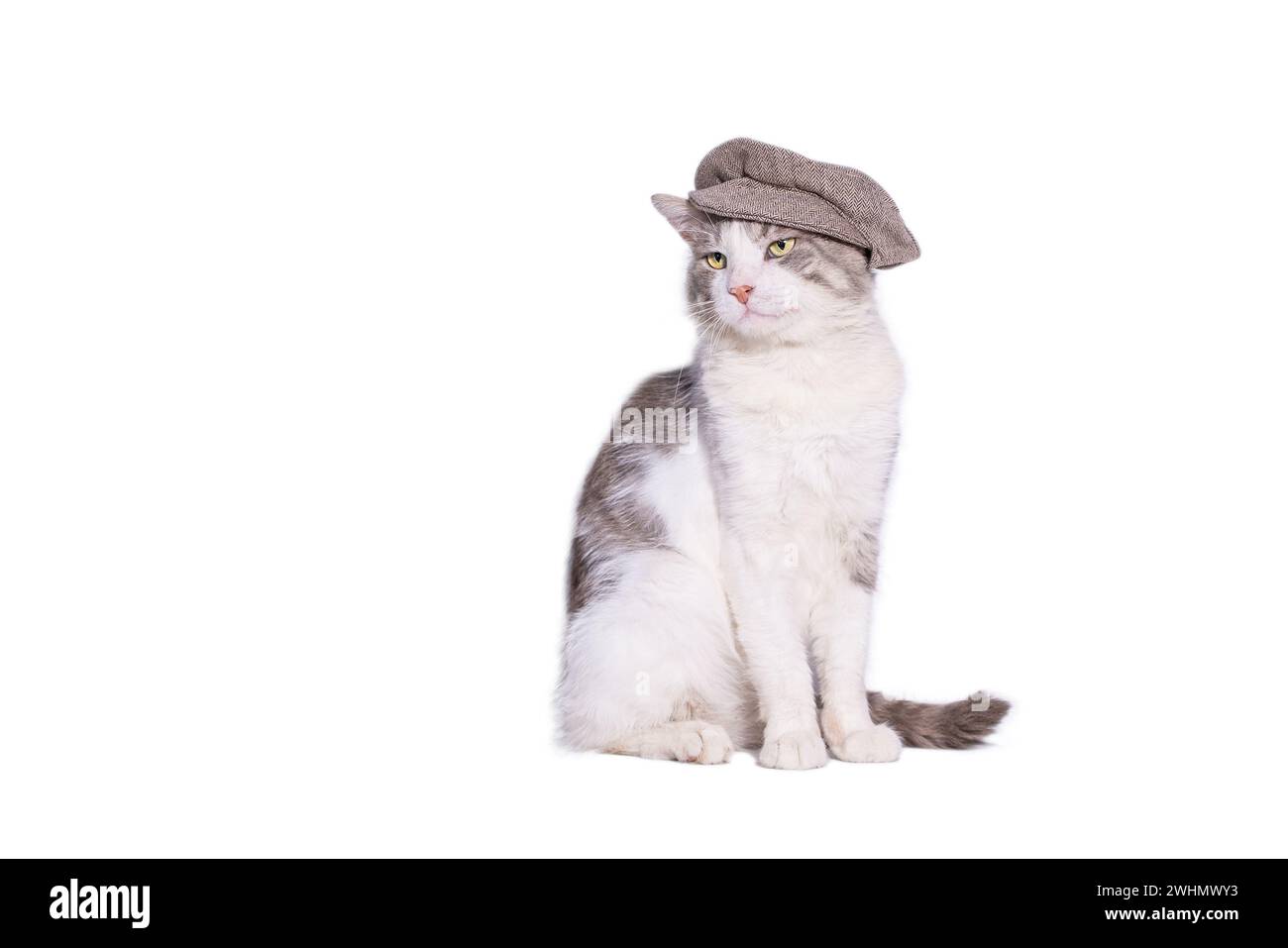 Large mongrel cat in a hooligan cap grinning on a white background ...