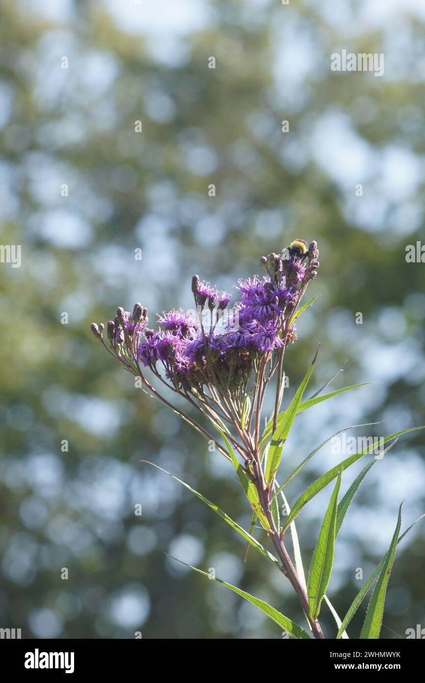 Vernonia fasciculata, common ironweed Stock Photo - Alamy