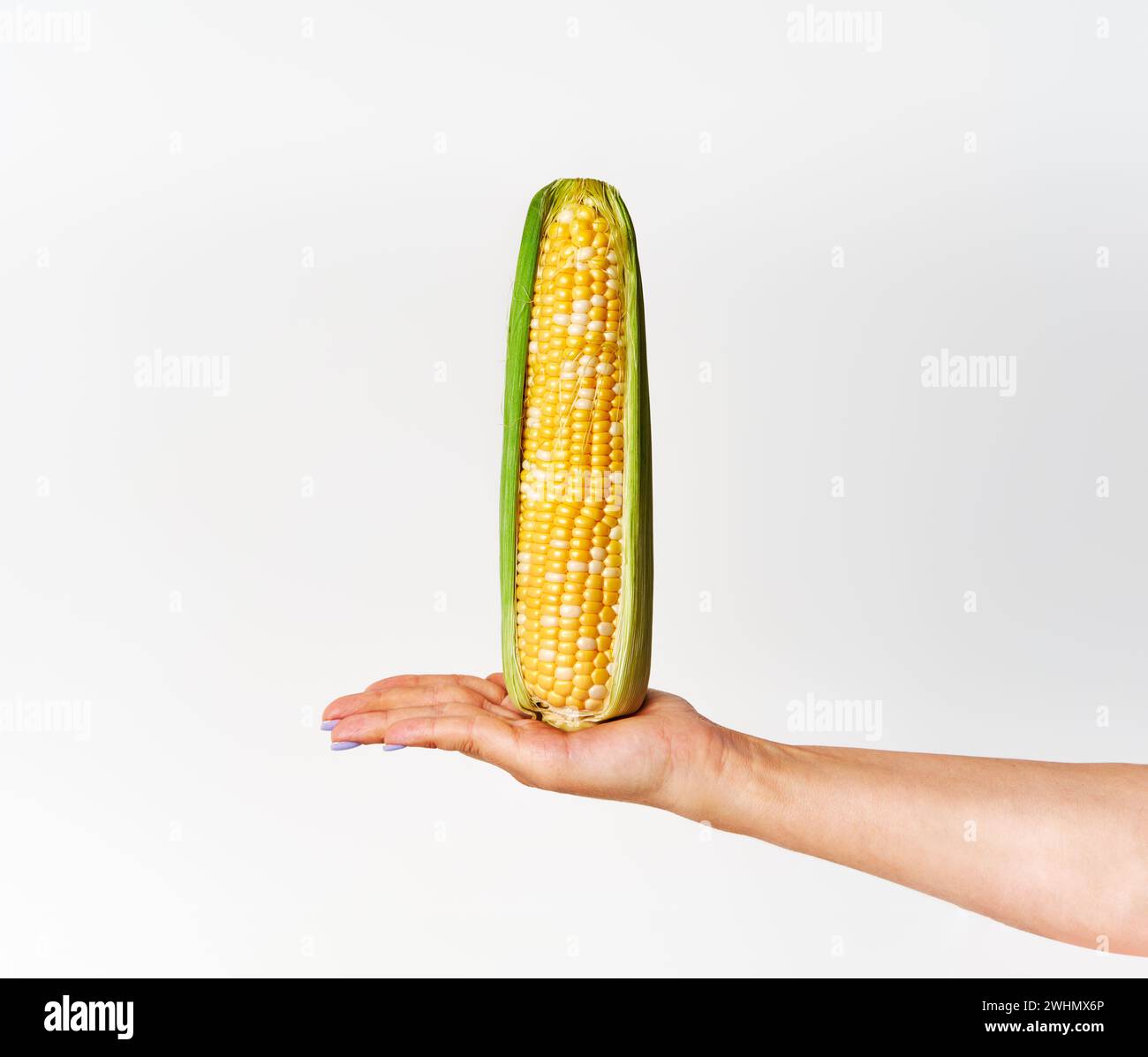 Fresh ear of corn in woman hands over white background Stock Photo - Alamy