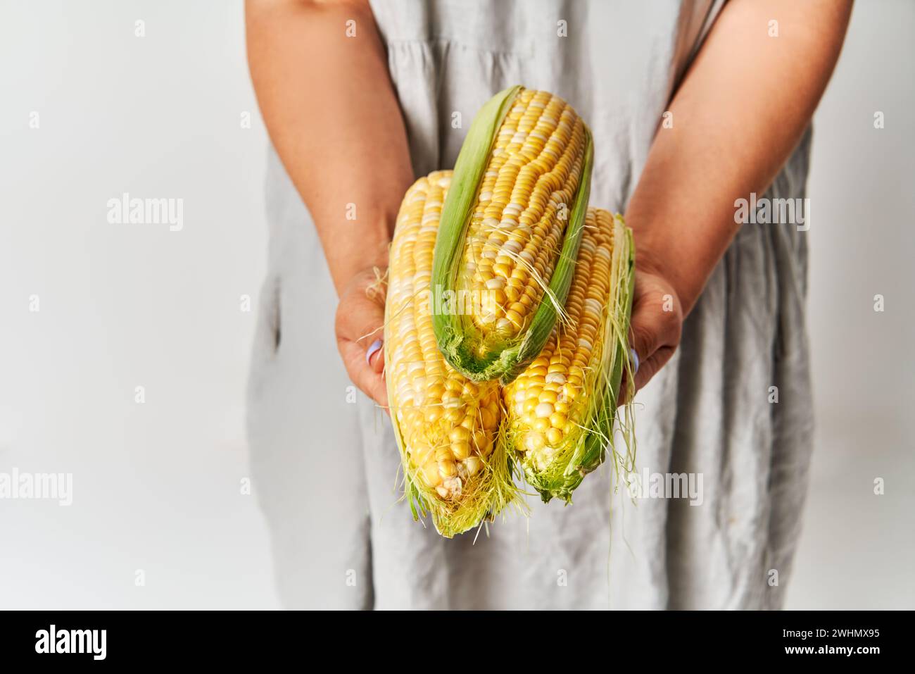 Fresh corn ears in woman hands over white background Stock Photo - Alamy