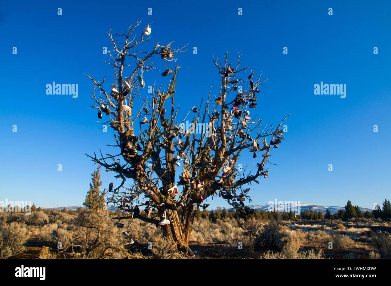 Juniper snag hi-res stock photography and images - Alamy