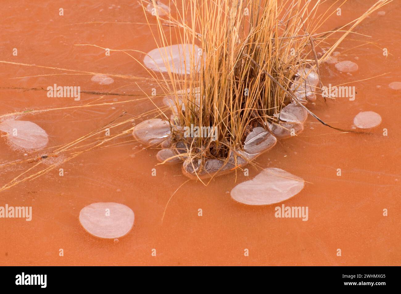 Bunchgrass in ice, Juniper Hills Preserve, Oregon Stock Photo - Alamy