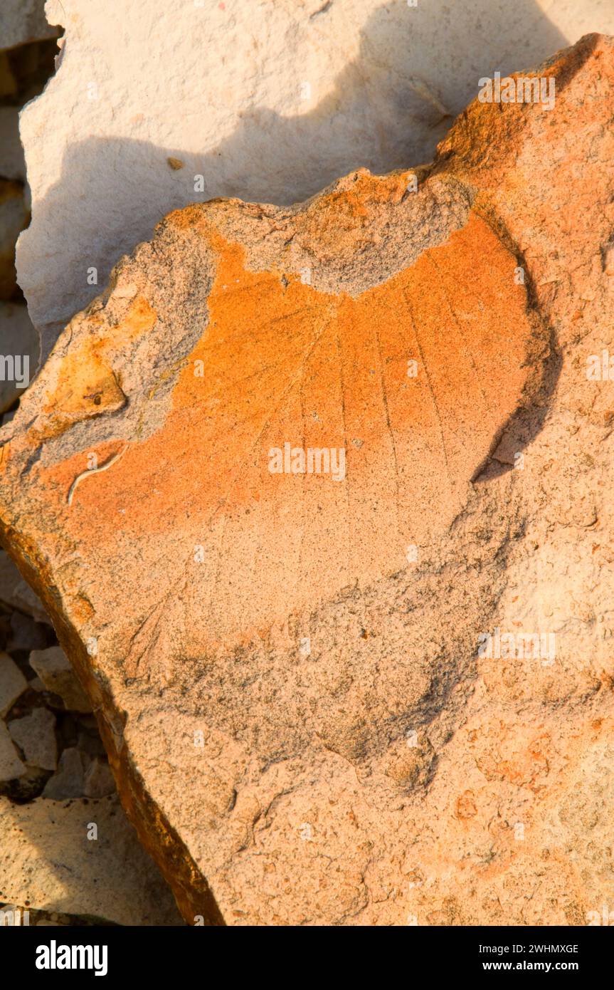 Fossil leaf, Juniper Hills Preserve, Oregon Stock Photo - Alamy