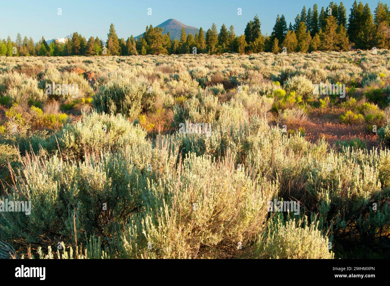 Black sage brush hi-res stock photography and images - Alamy