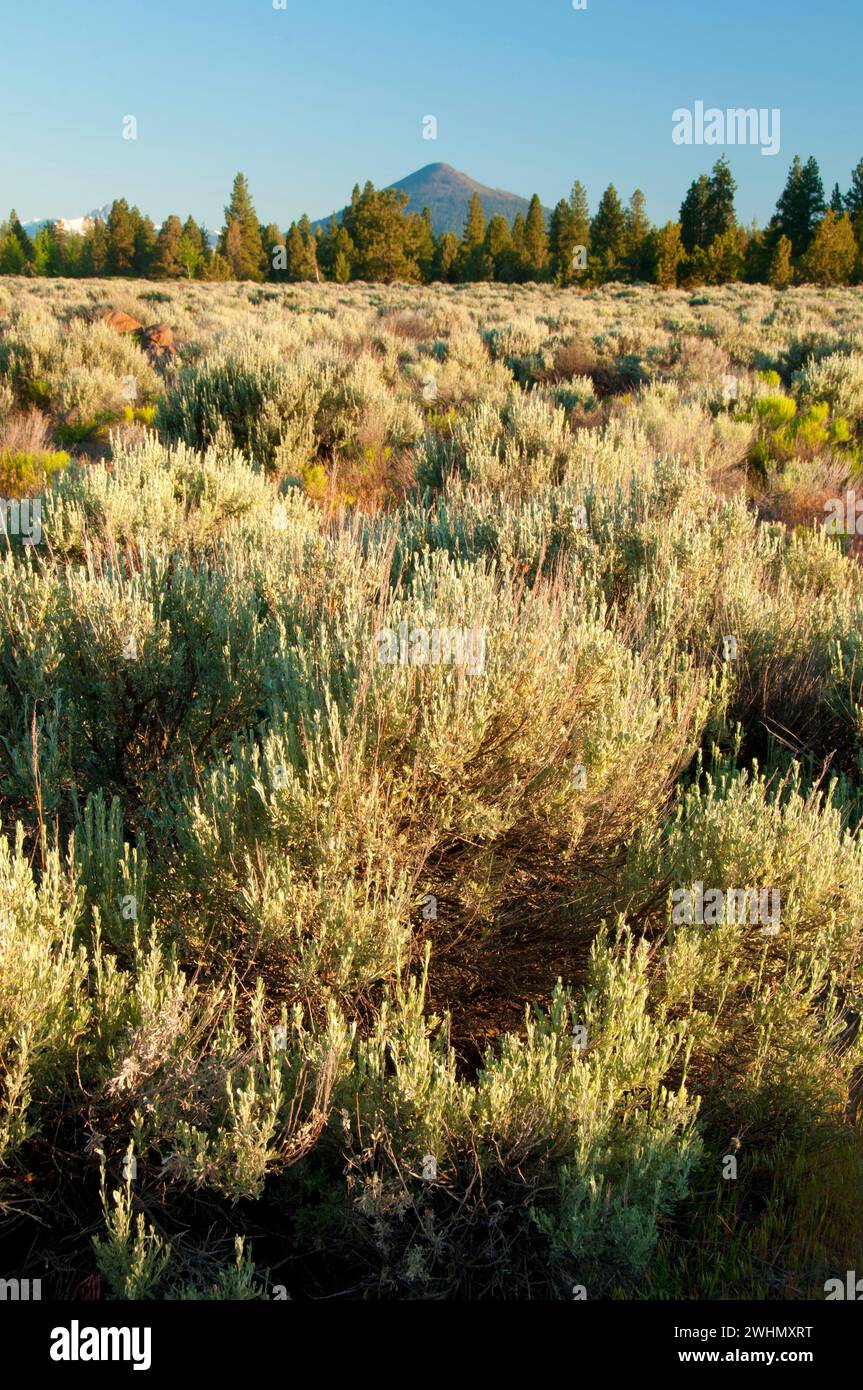 Black sage brush hi-res stock photography and images - Alamy