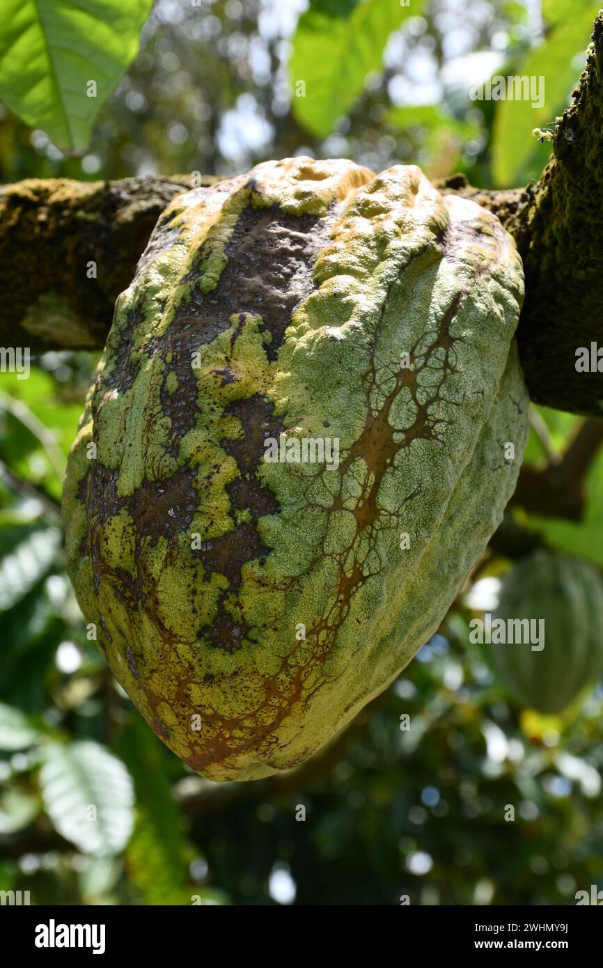 Fresh Ripen Cocoa Fruits on Cocoa Trees Stock Photo - Alamy