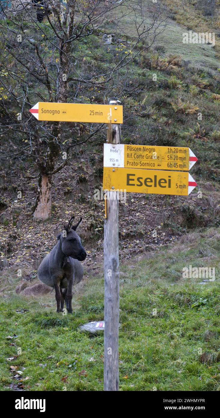 Donkey with hiking signs Stock Photo - Alamy