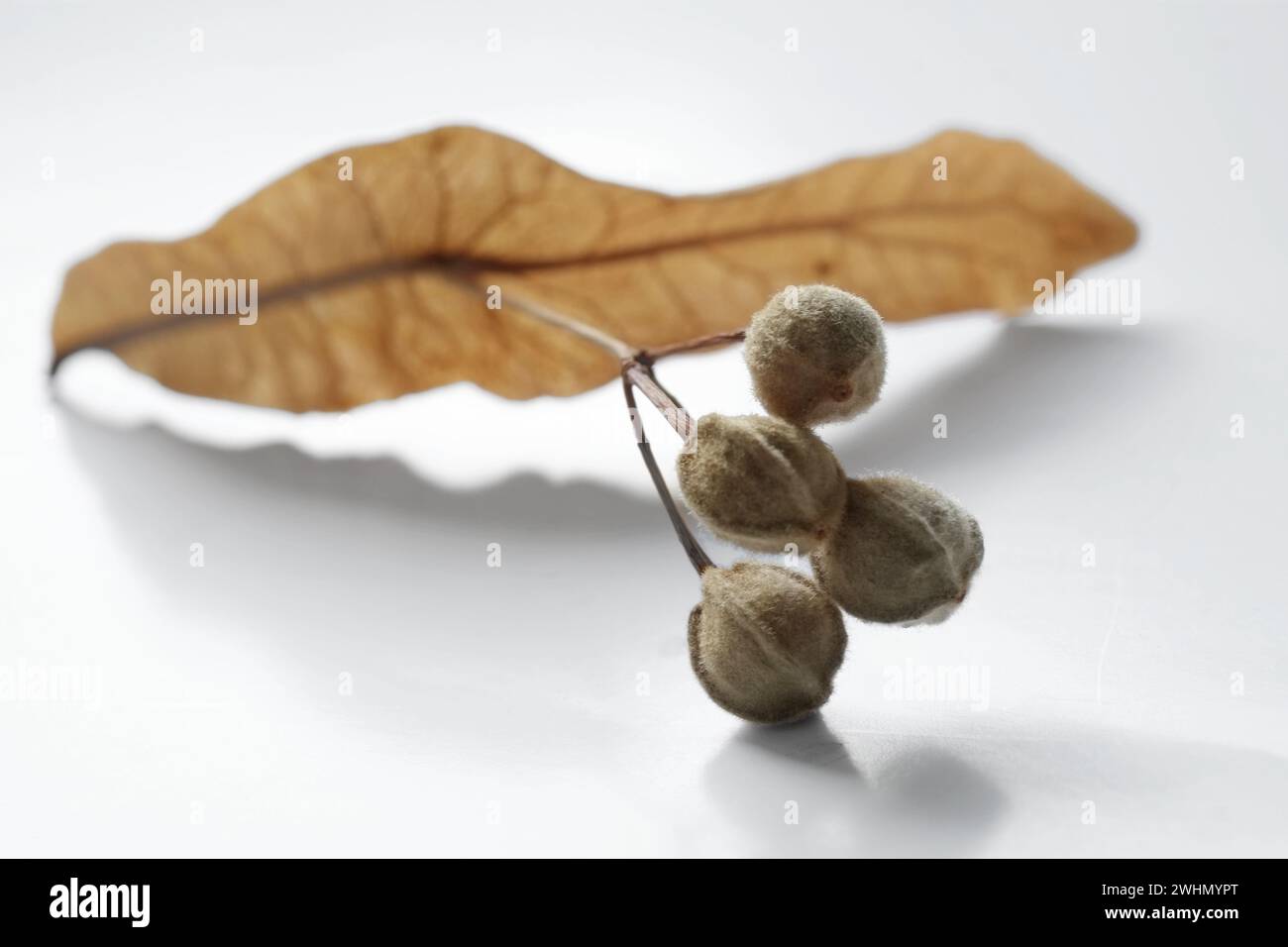 Linden seed hi-res stock photography and images - Alamy