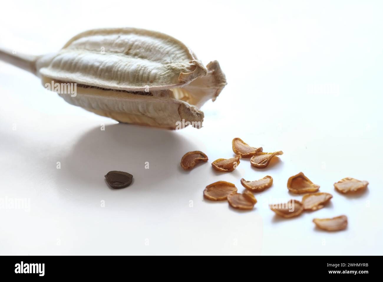 Seed pod of a lily Stock Photo - Alamy