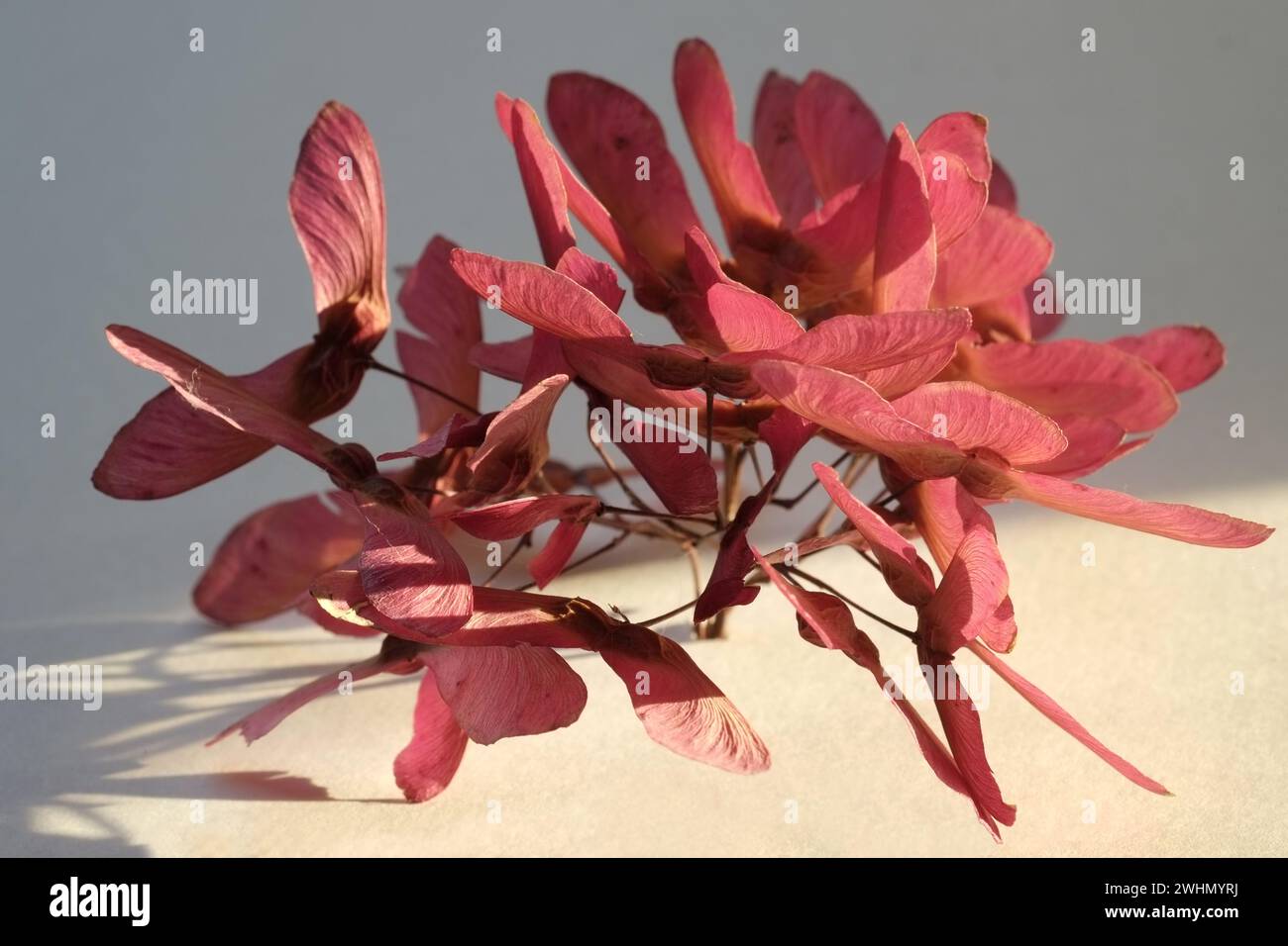 Maple, maple seeds Stock Photo - Alamy