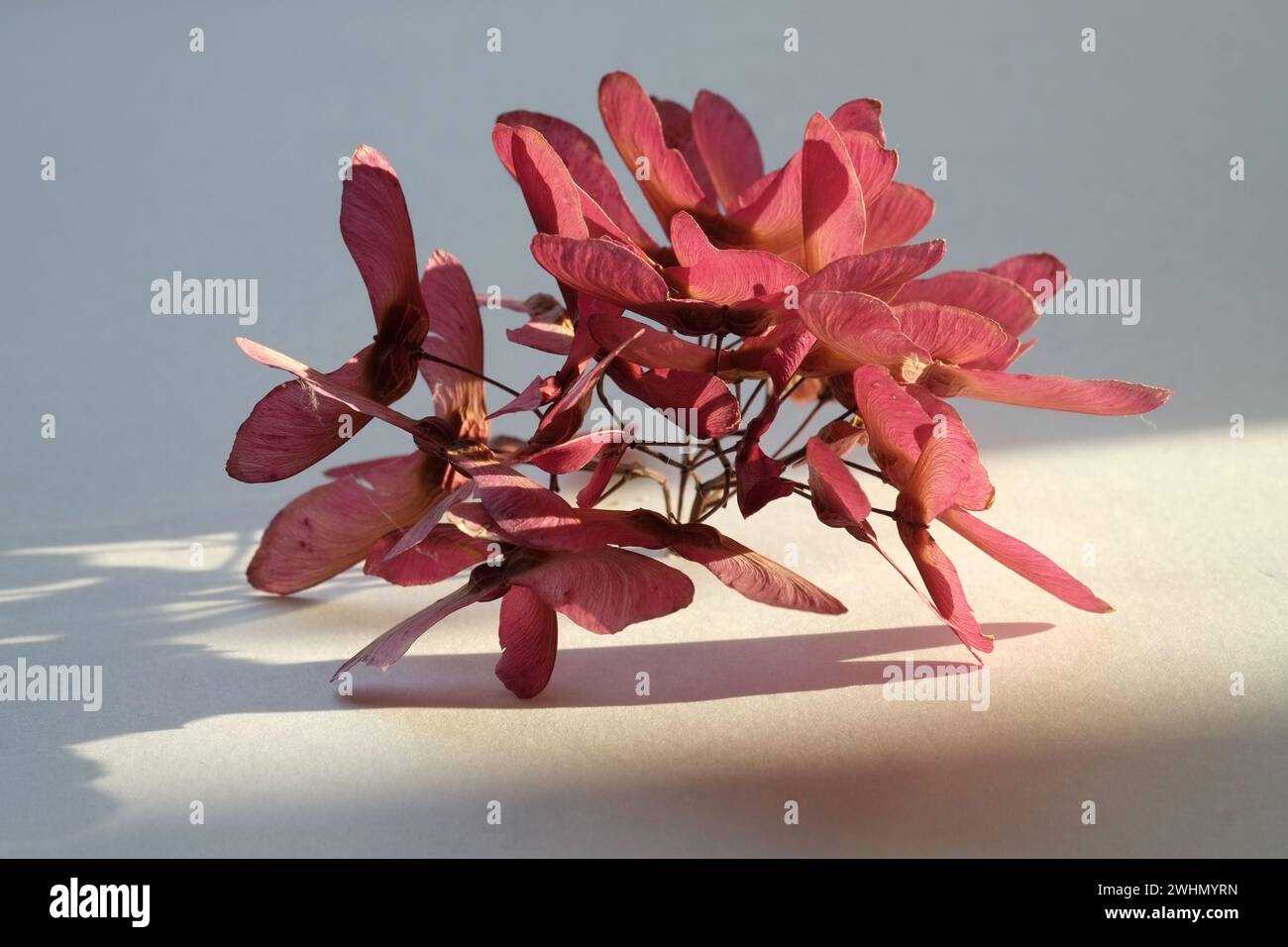 Maple, maple seeds Stock Photo - Alamy