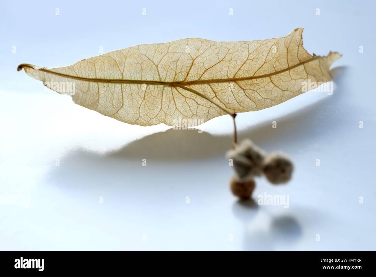 Linden seed hi-res stock photography and images - Alamy