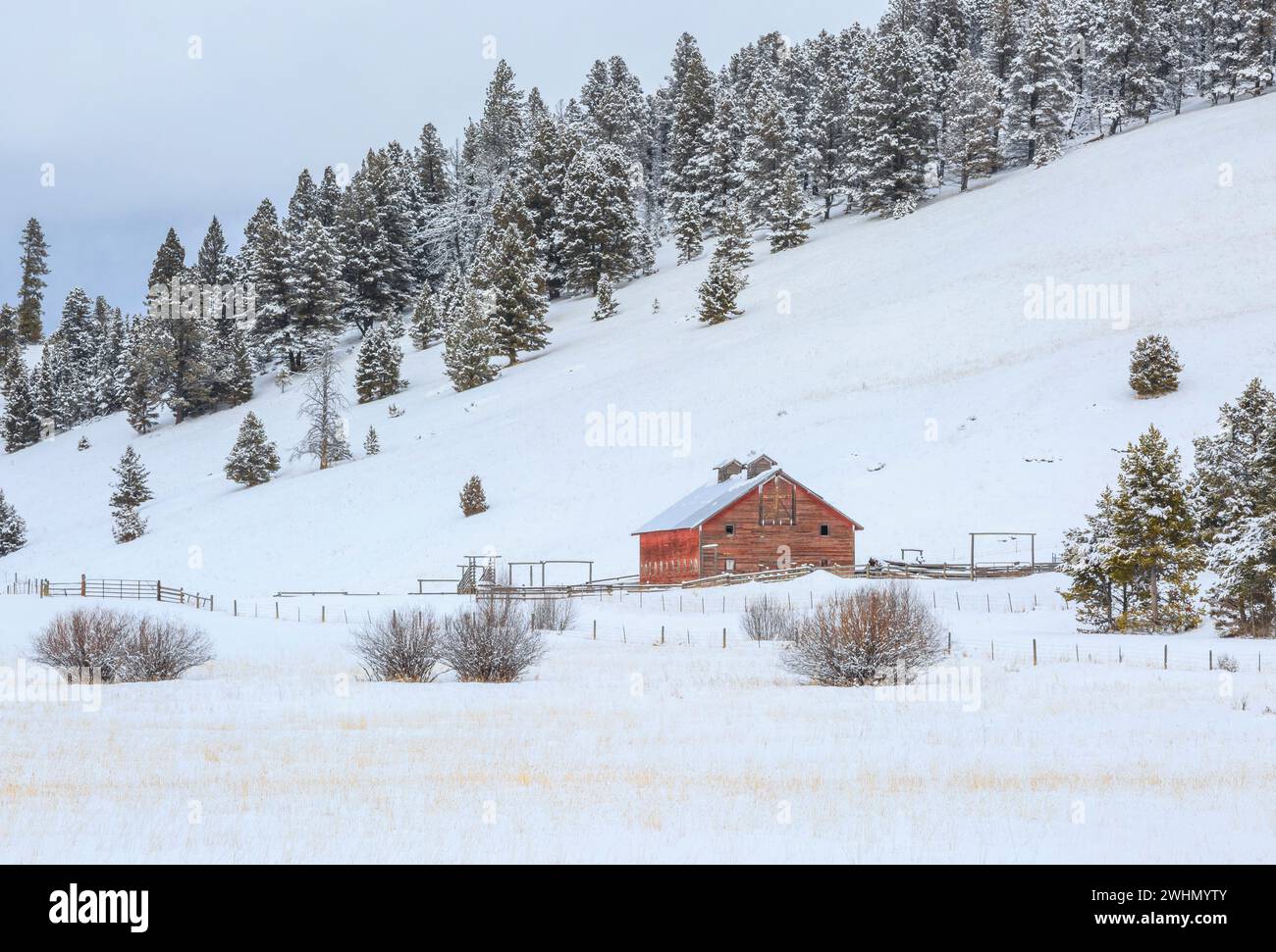 old red barn in winter in the dog creek valley near elliston, montana ...