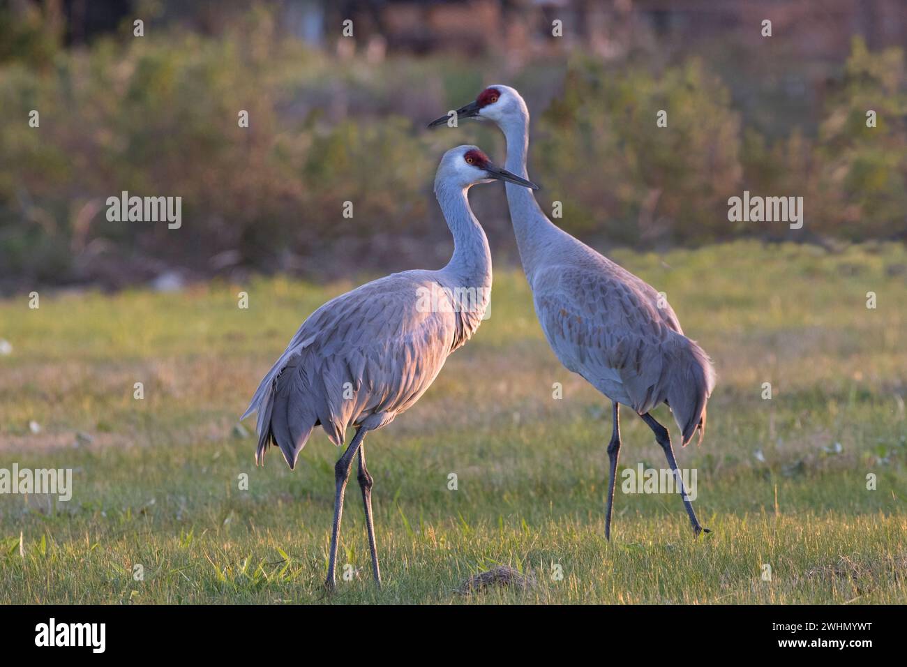Sandhill cranes (Antigone canadensis) in a field at sunset, Galveston ...
