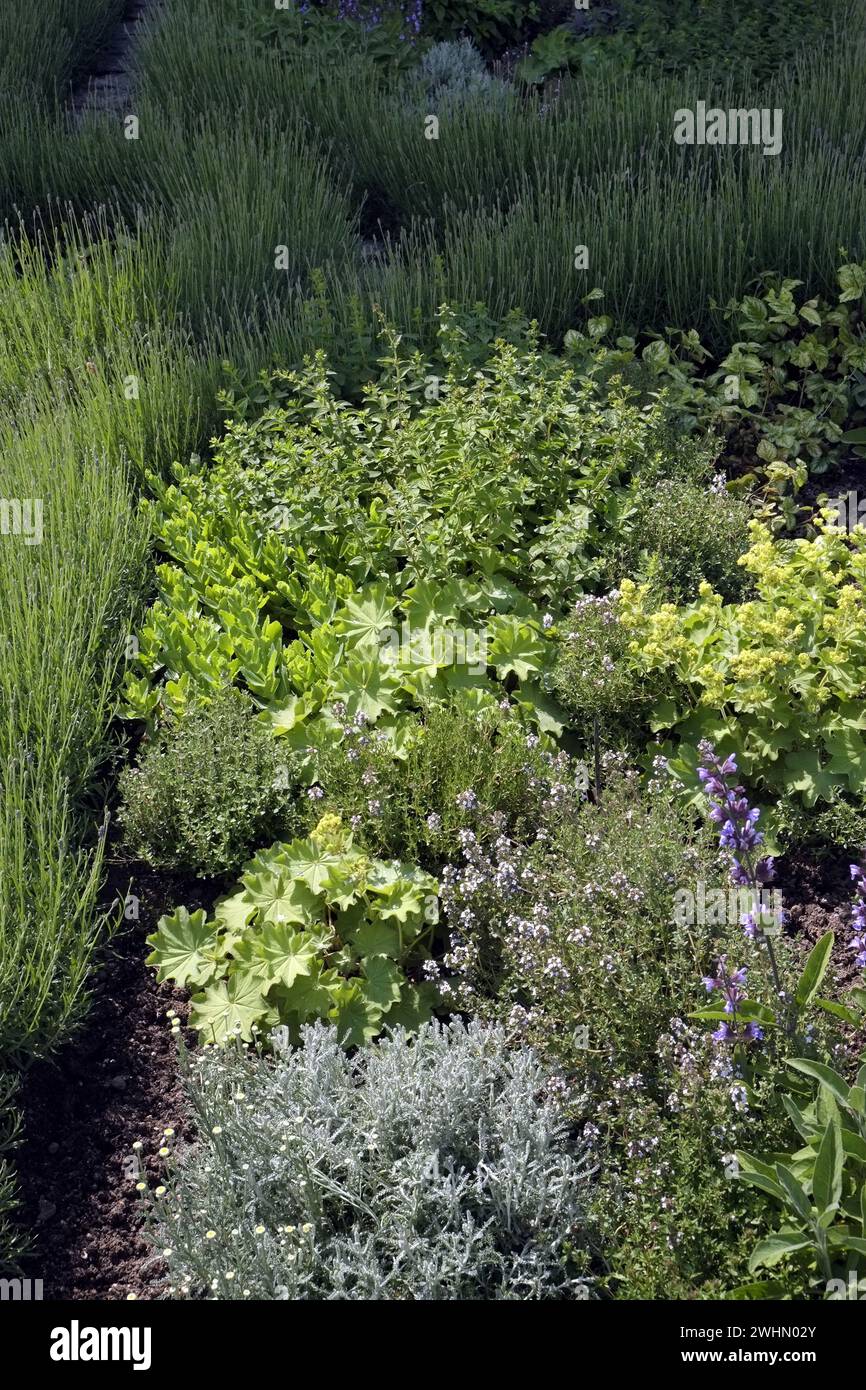 Herb bed hi-res stock photography and images - Alamy