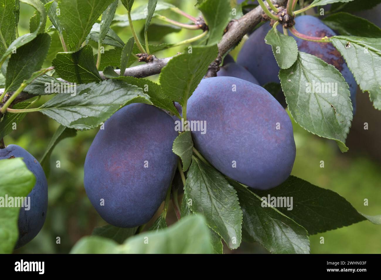 Nutz pflanze hi-res stock photography and images - Alamy