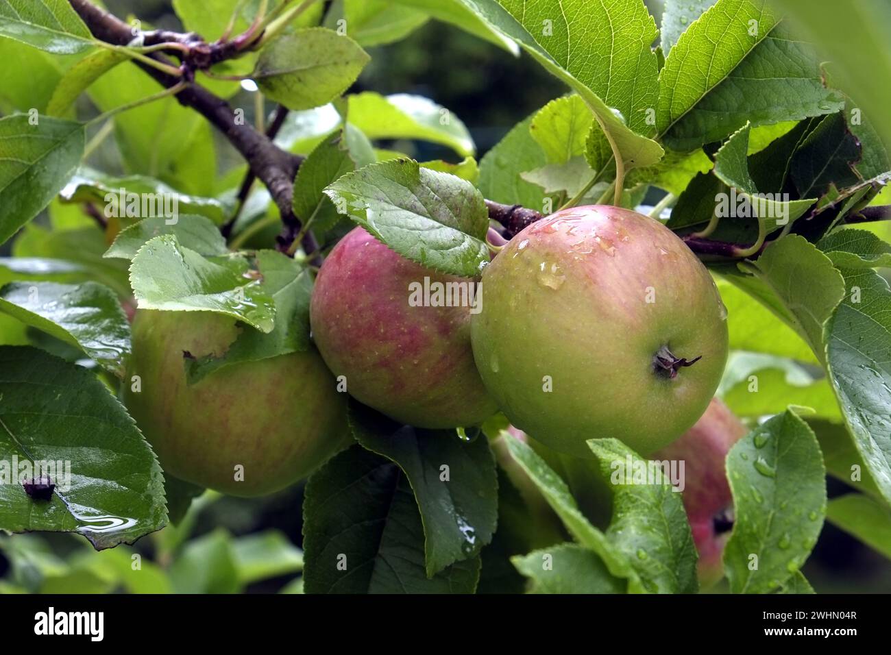 Apple tree, apples Stock Photo - Alamy