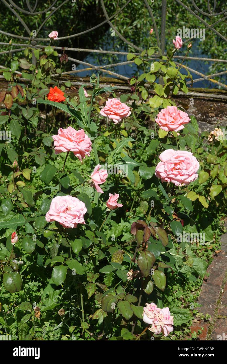 Graefin hi-res stock photography and images - Alamy