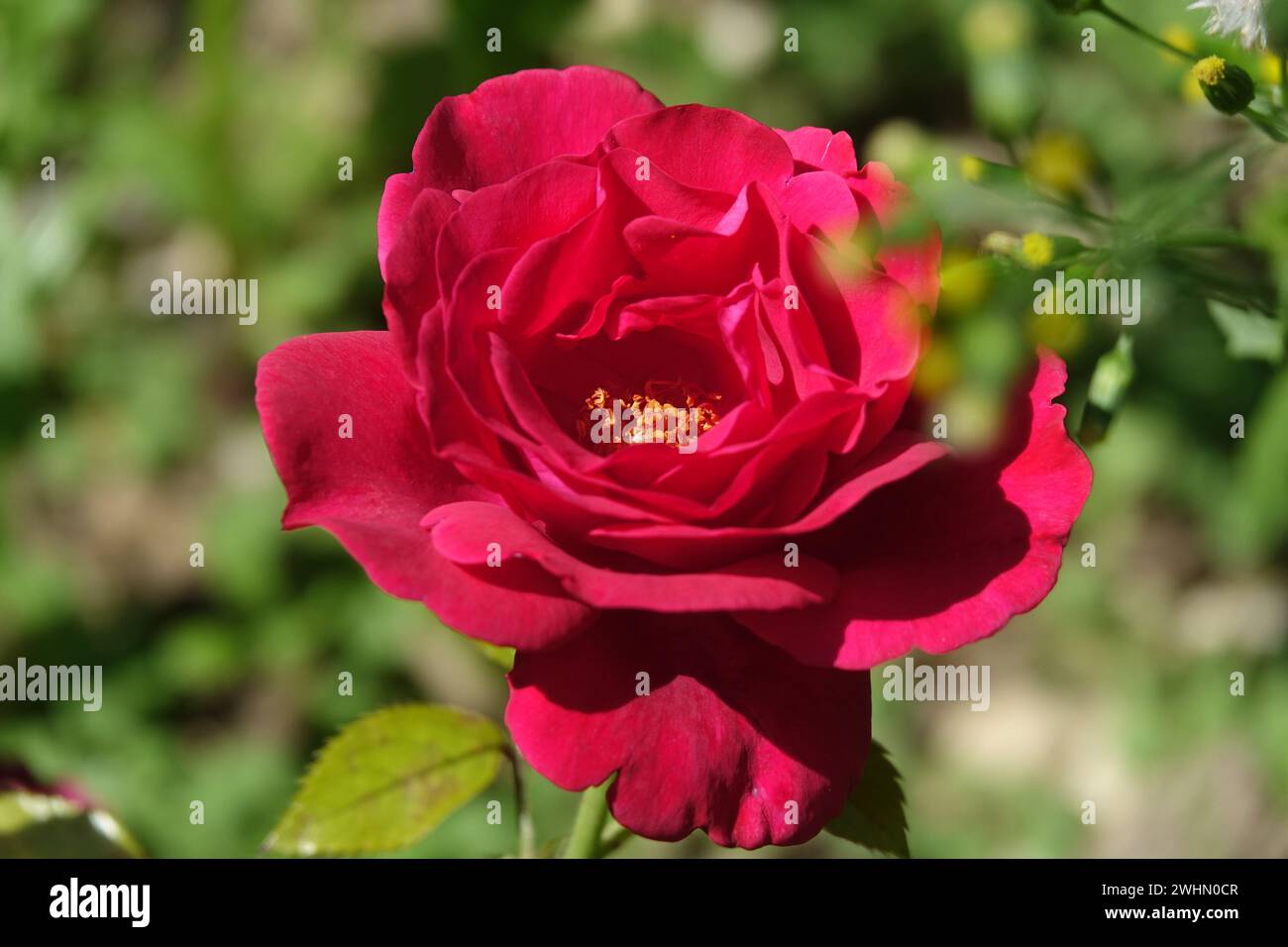 Rosa Grande Classe, Hybrid-rose Stock Photo - Alamy