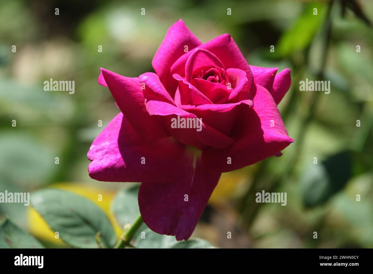 Rosa Blue River, Hybrid rose Stock Photo - Alamy