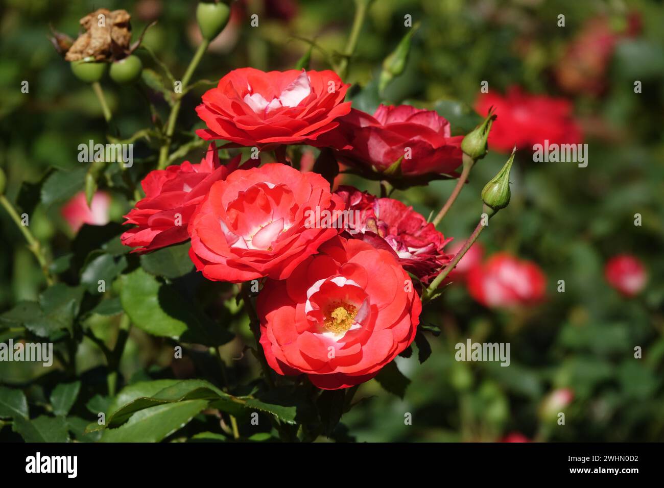 Planten un bloomen hi-res stock photography and images - Alamy