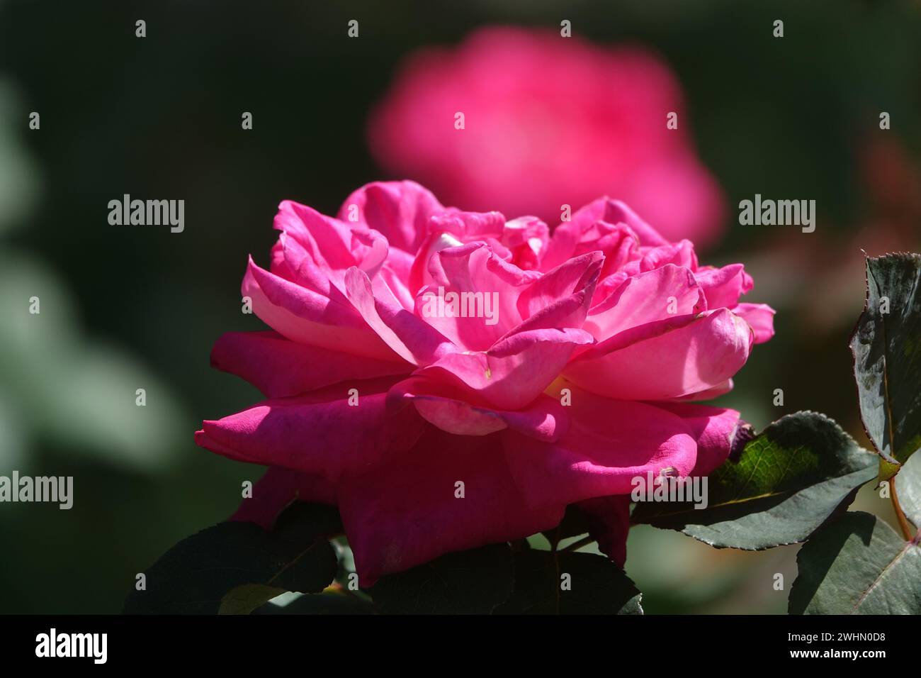 Rosa Acapella, Hybrid-rose Stock Photo - Alamy