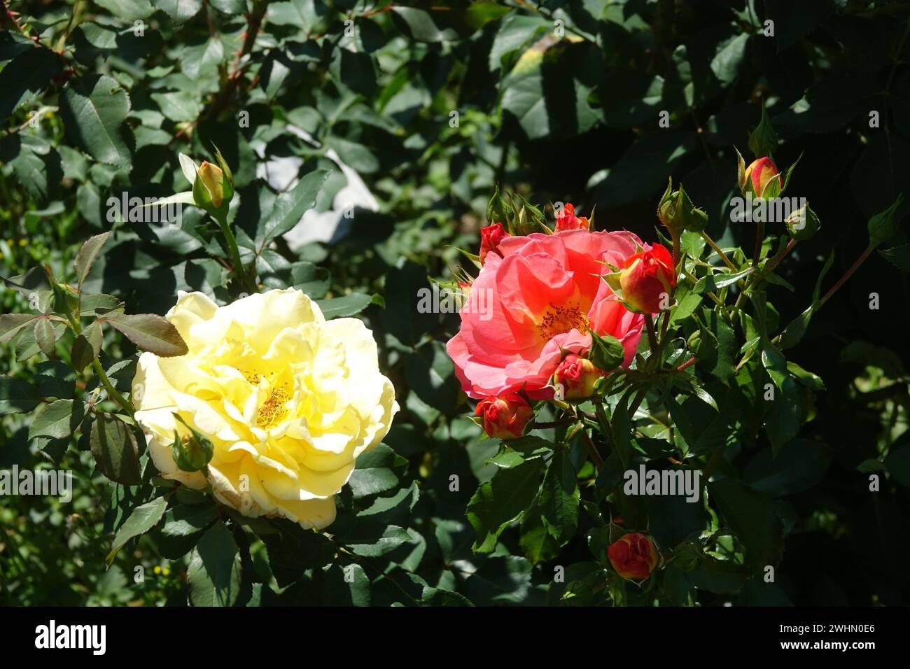 Rose sunny sky hi-res stock photography and images - Alamy