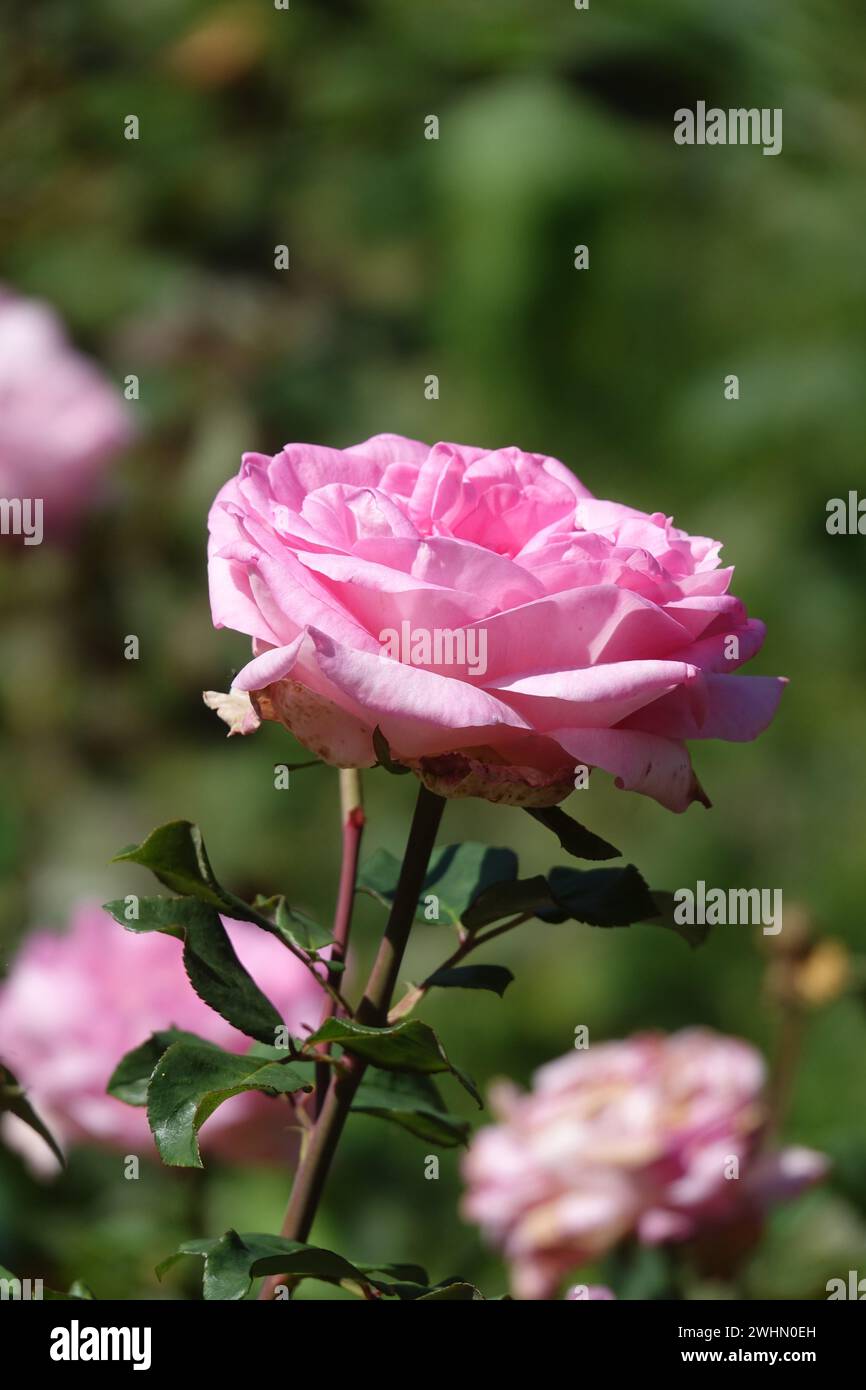 Beverly rose hi-res stock photography and images - Alamy