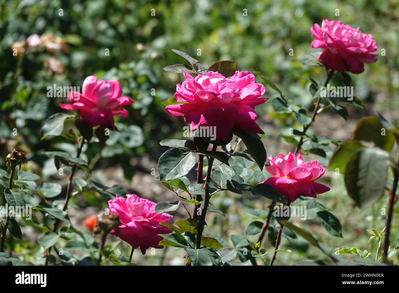 Rosa Acapella, Hybrid-rose Stock Photo - Alamy