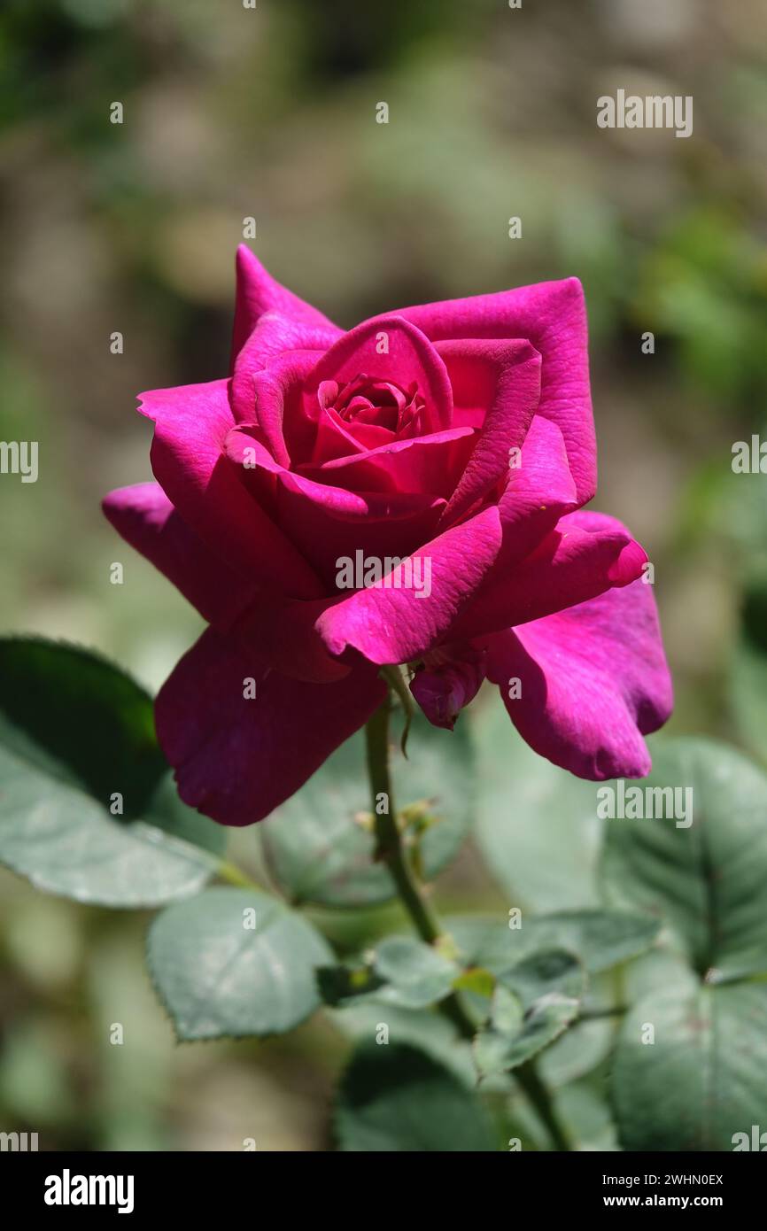 Rosa Blue River, Hybrid rose Stock Photo - Alamy