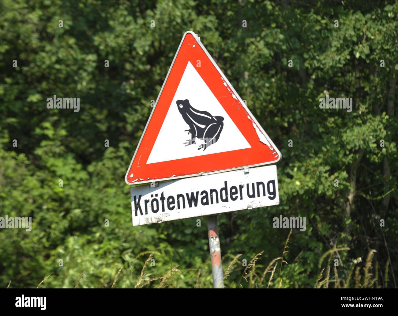 Toad migration or frog migration Stock Photo - Alamy