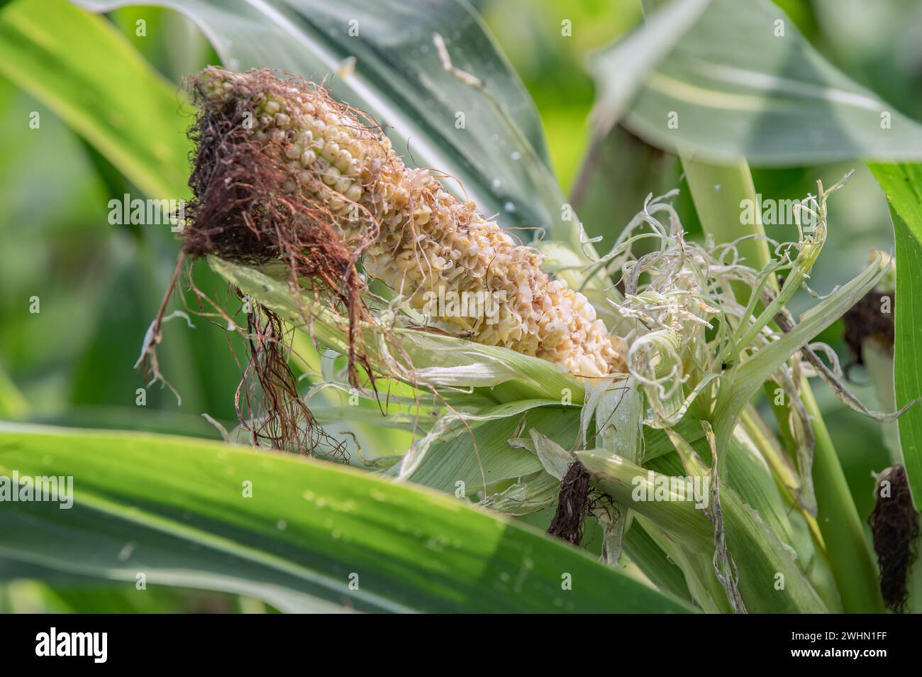 Eingelegte maiskolben hi-res stock photography and images - Alamy