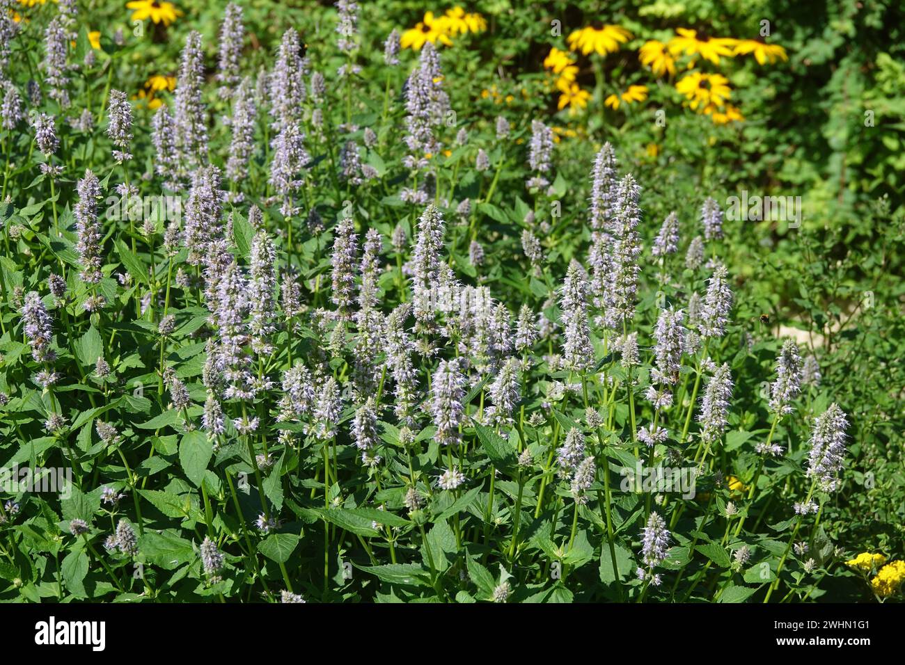 Agastache rugosa, Korean mint Stock Photo - Alamy