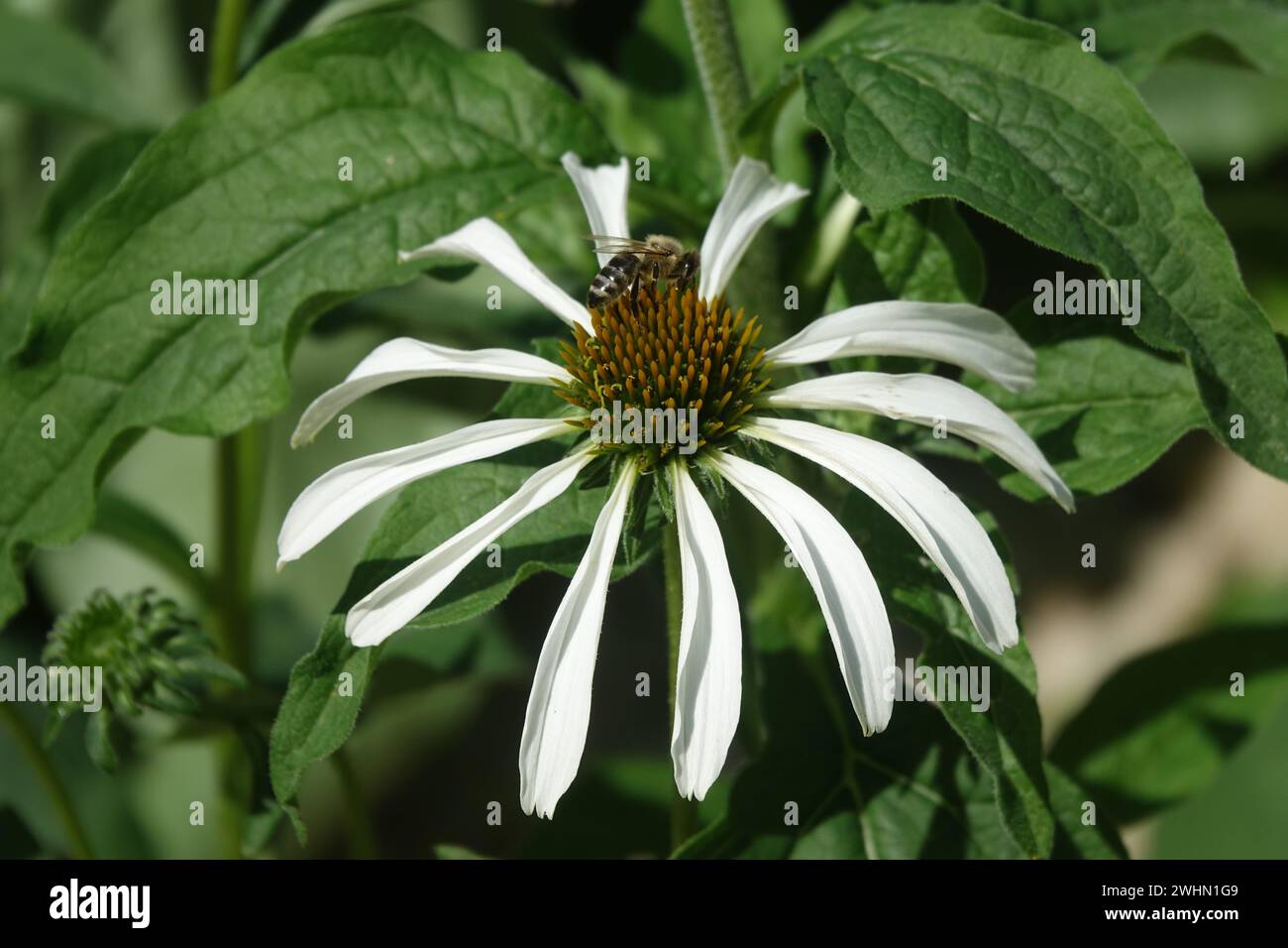 Echinacea White Swan, bee Stock Photo - Alamy