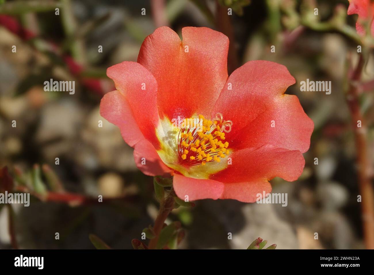 Portulaca grandiflora, moss-rose Stock Photo - Alamy